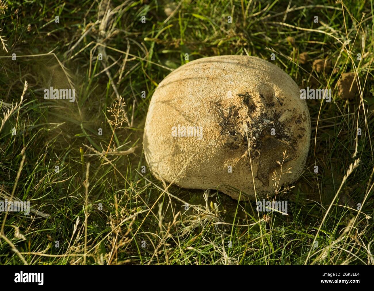 The scaly skin of a Mosaic Puffball and favouring unimproved grassland ...