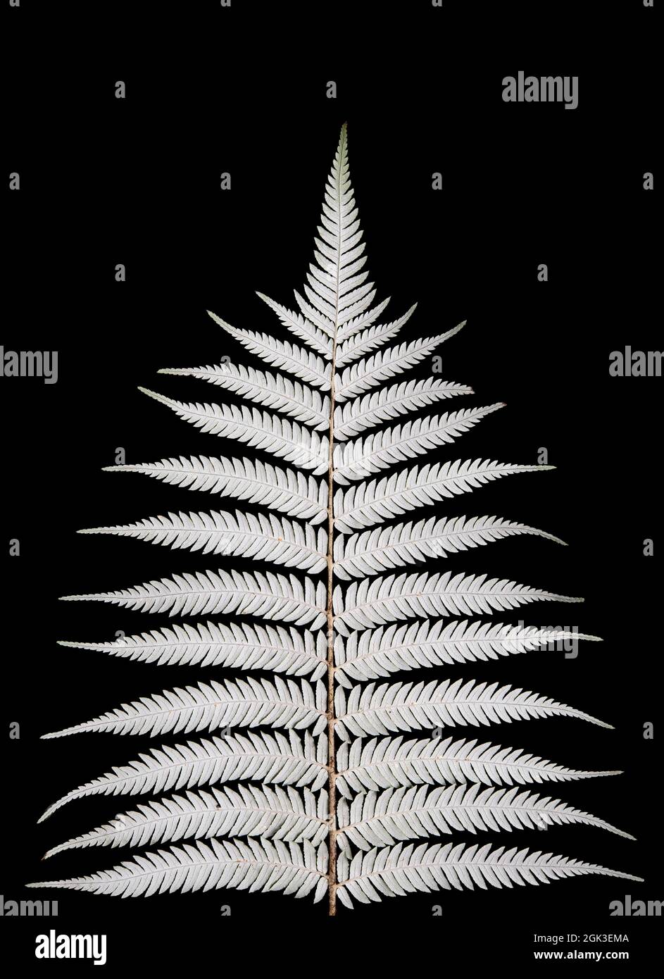 A New Zealand Silver fern on a black background Stock Photo - Alamy