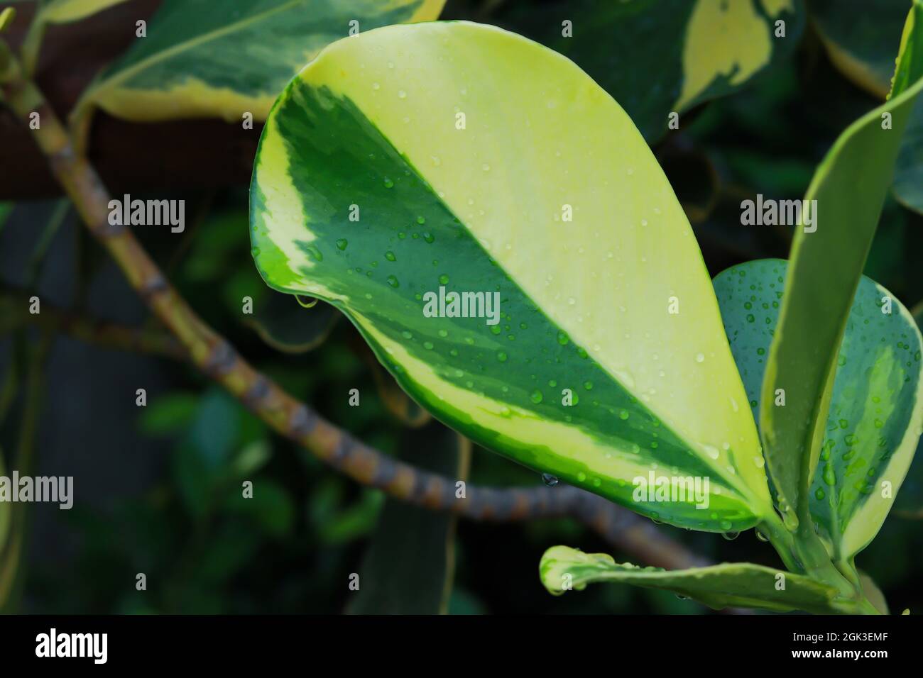 Close up plant leaves. The leaf has two tone colors, half green half ...