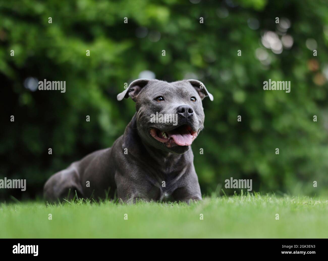 Obedient Blue Staffy Lies Down in Green Garden. Smiling English ...