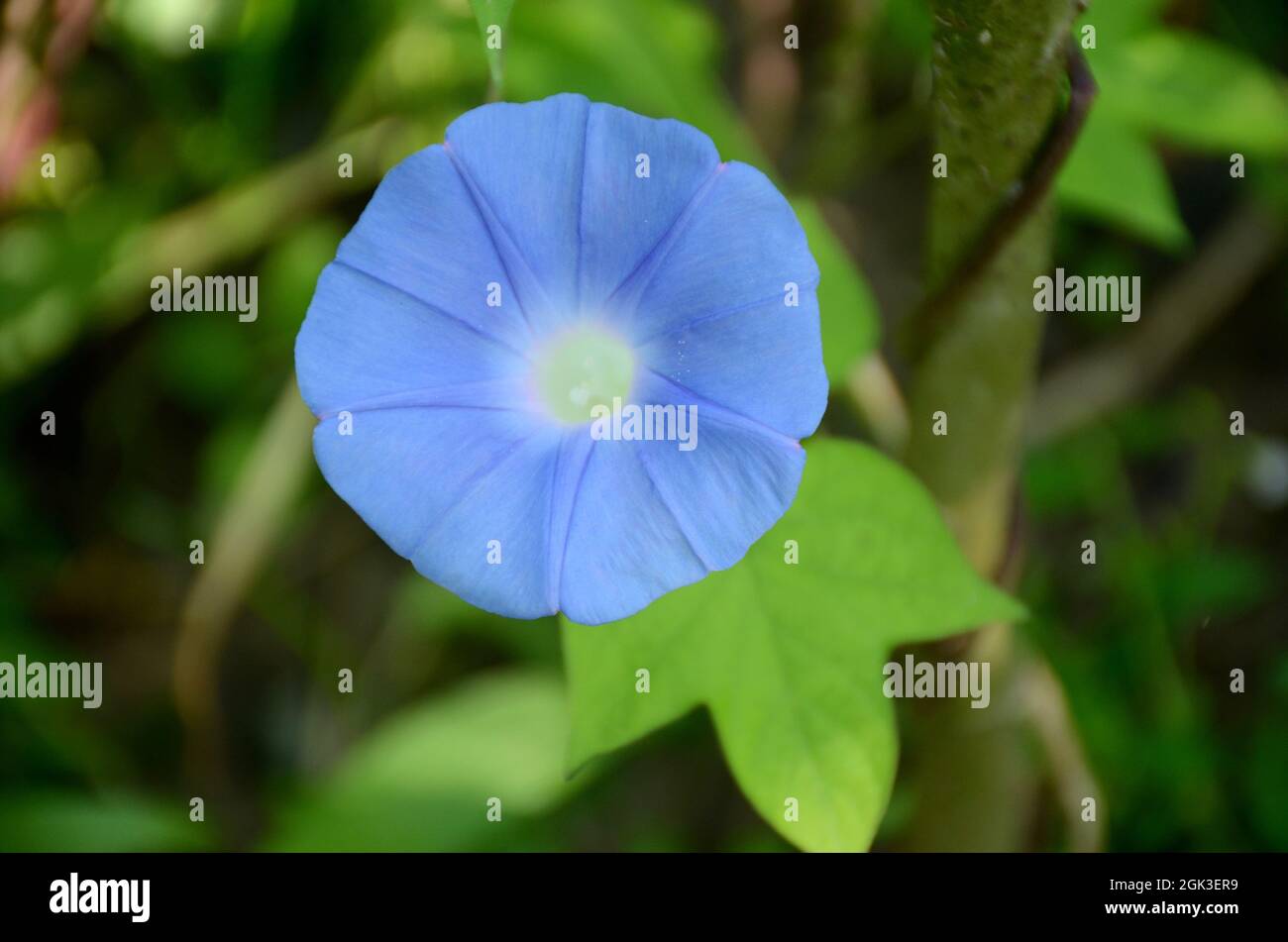 closeup the beautiful blue color annual vine flower with vine and ...