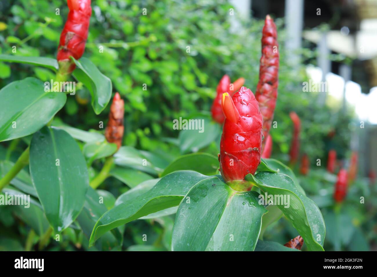 Shampoo ginger tree hi-res stock photography and images - Alamy