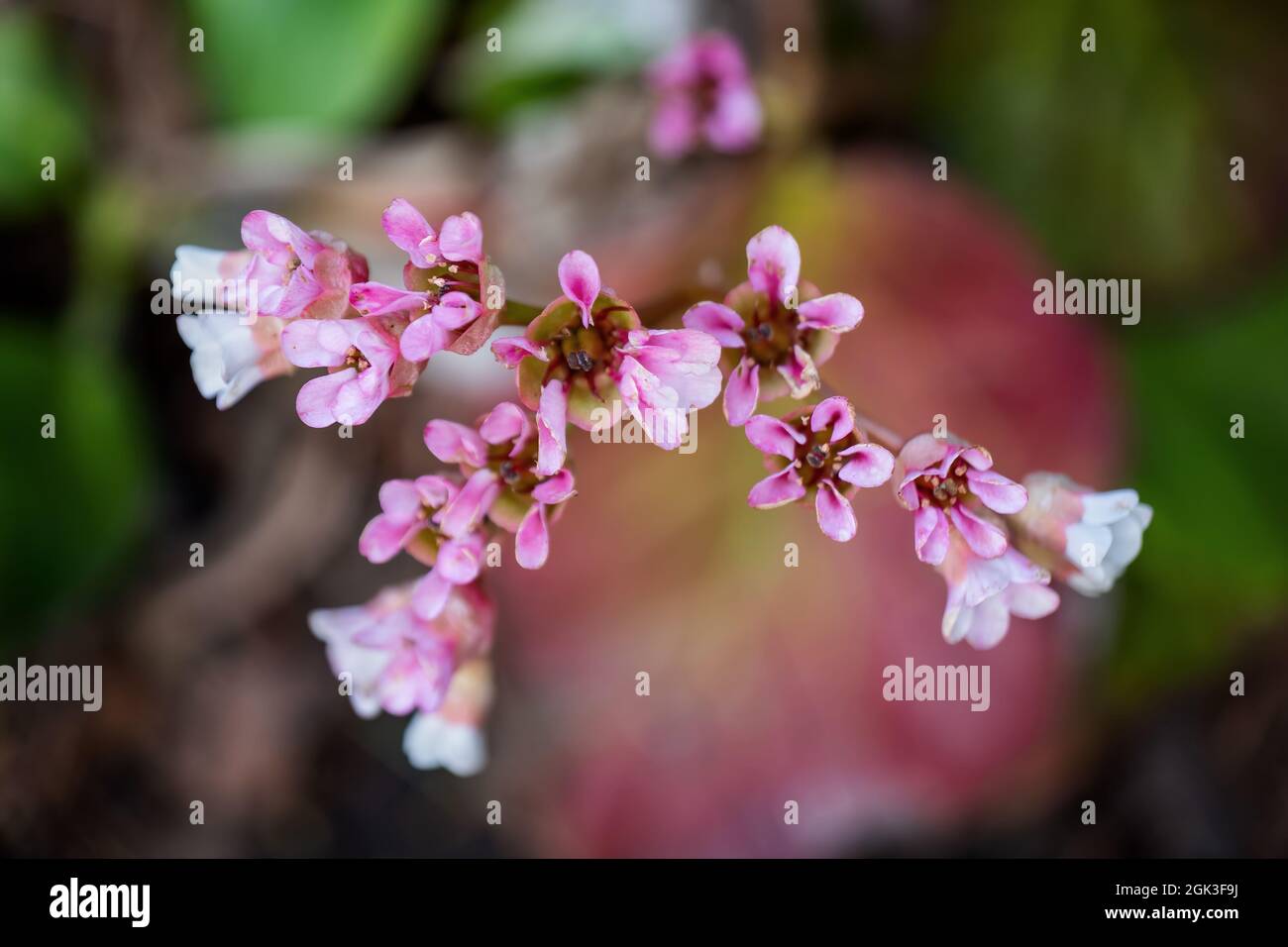 Bergenia ciliata Sternb. flowers, common names: Fringed Elephant Ears ...