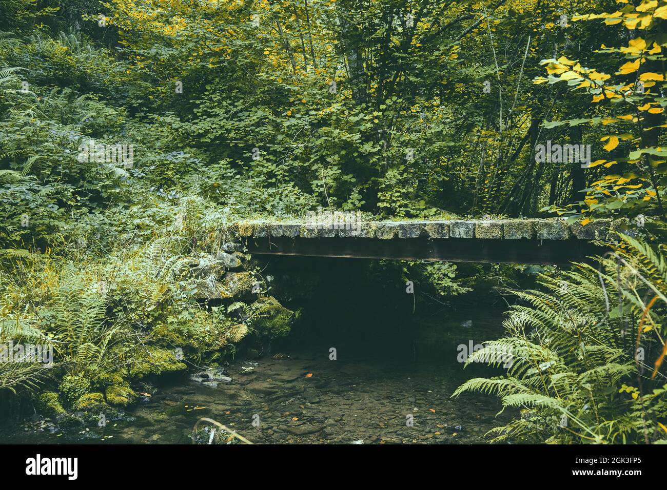 Bridge over a creek in the green deciduous forest Stock Photo - Alamy