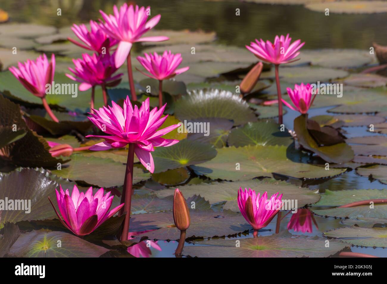 pink lotus flower in the pond nature background Stock Photo - Alamy