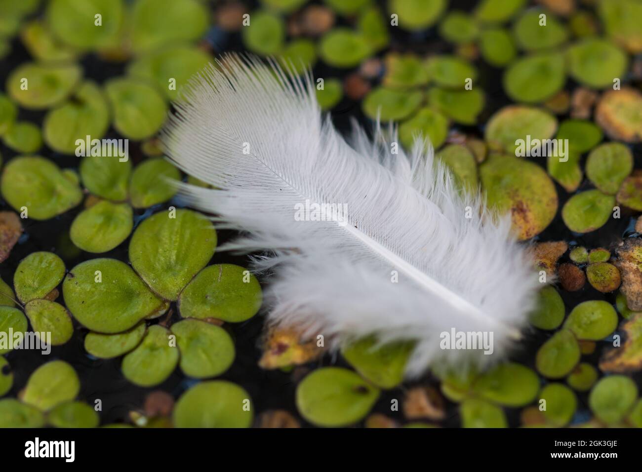 White feathers floating on calm water nature background Stock Photo - Alamy