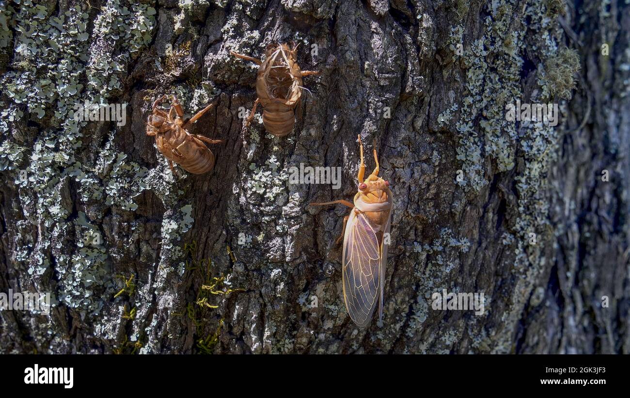 brown cicada beside shell it emerged from Stock Photo - Alamy