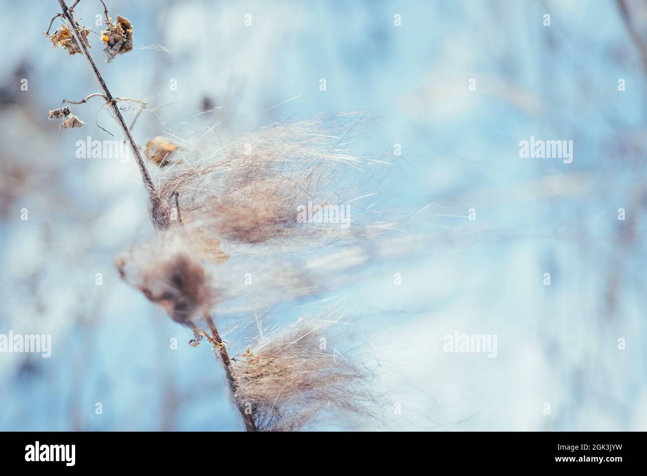 Fluff on the reeds in nature. Winter abstract background Stock Photo ...