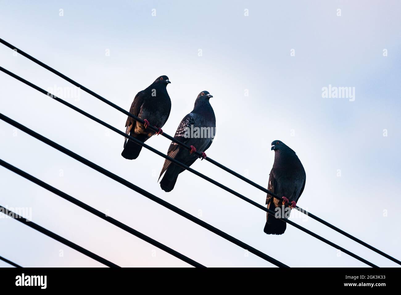 Three doves sitting on the power line wire Stock Photo - Alamy
