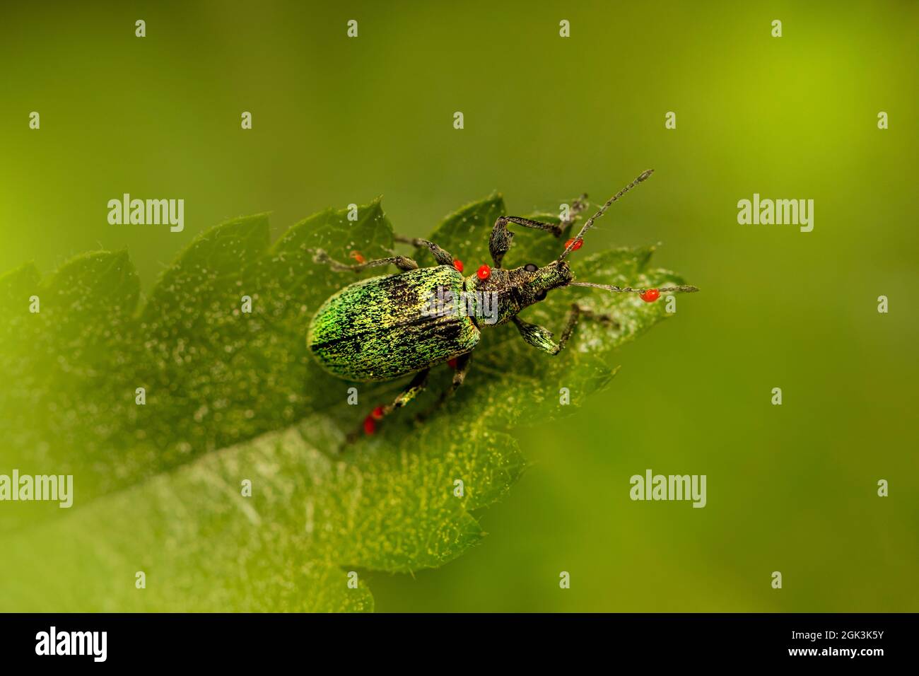 The Nettle Weevil (Phyllobius Stock Photo - Alamy