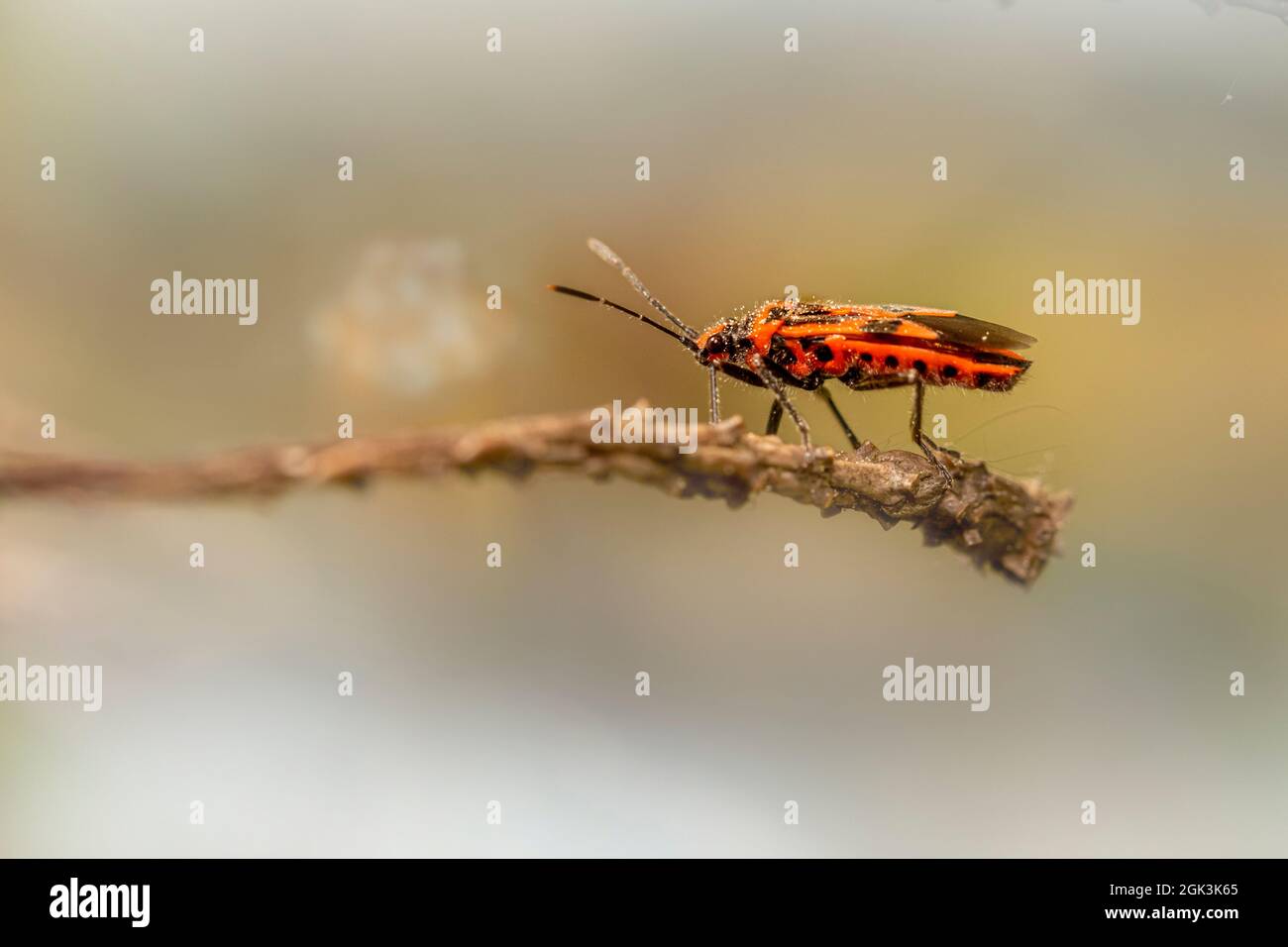 Portrait of a red bug Stock Photo - Alamy