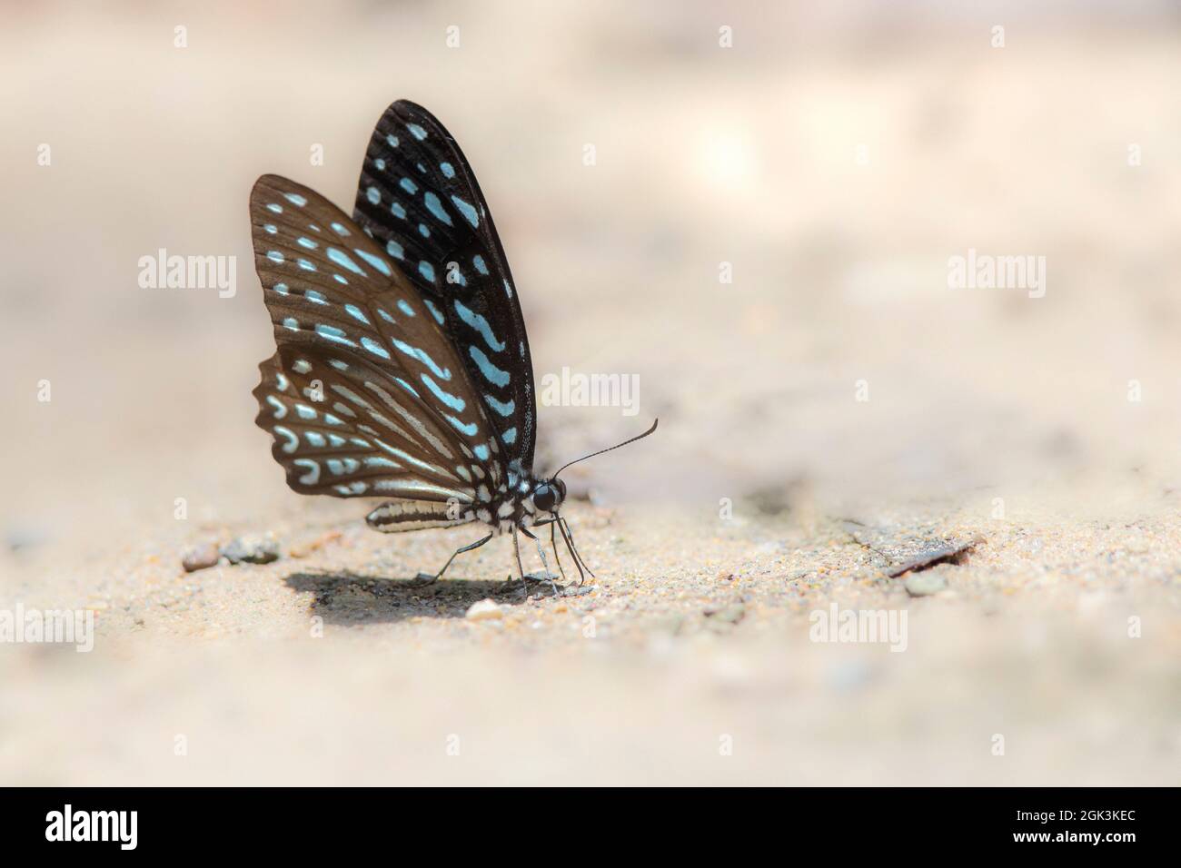 Blue glassy tiger (Ideopsis similis Stock Photo - Alamy