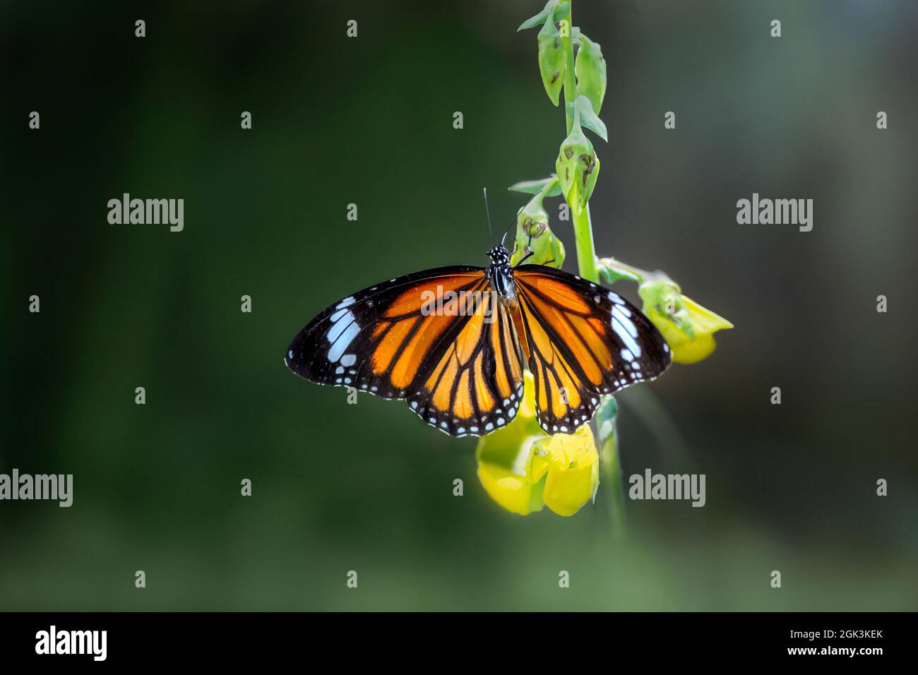 Close up common tiger hi-res stock photography and images - Alamy