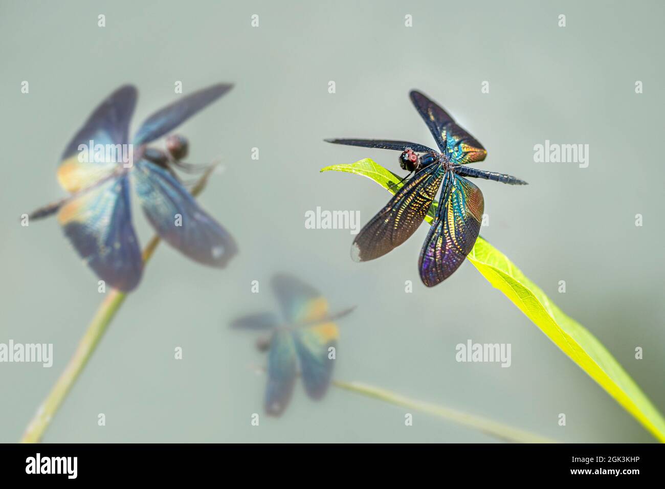 Blue wing hi-res stock photography and images - Alamy