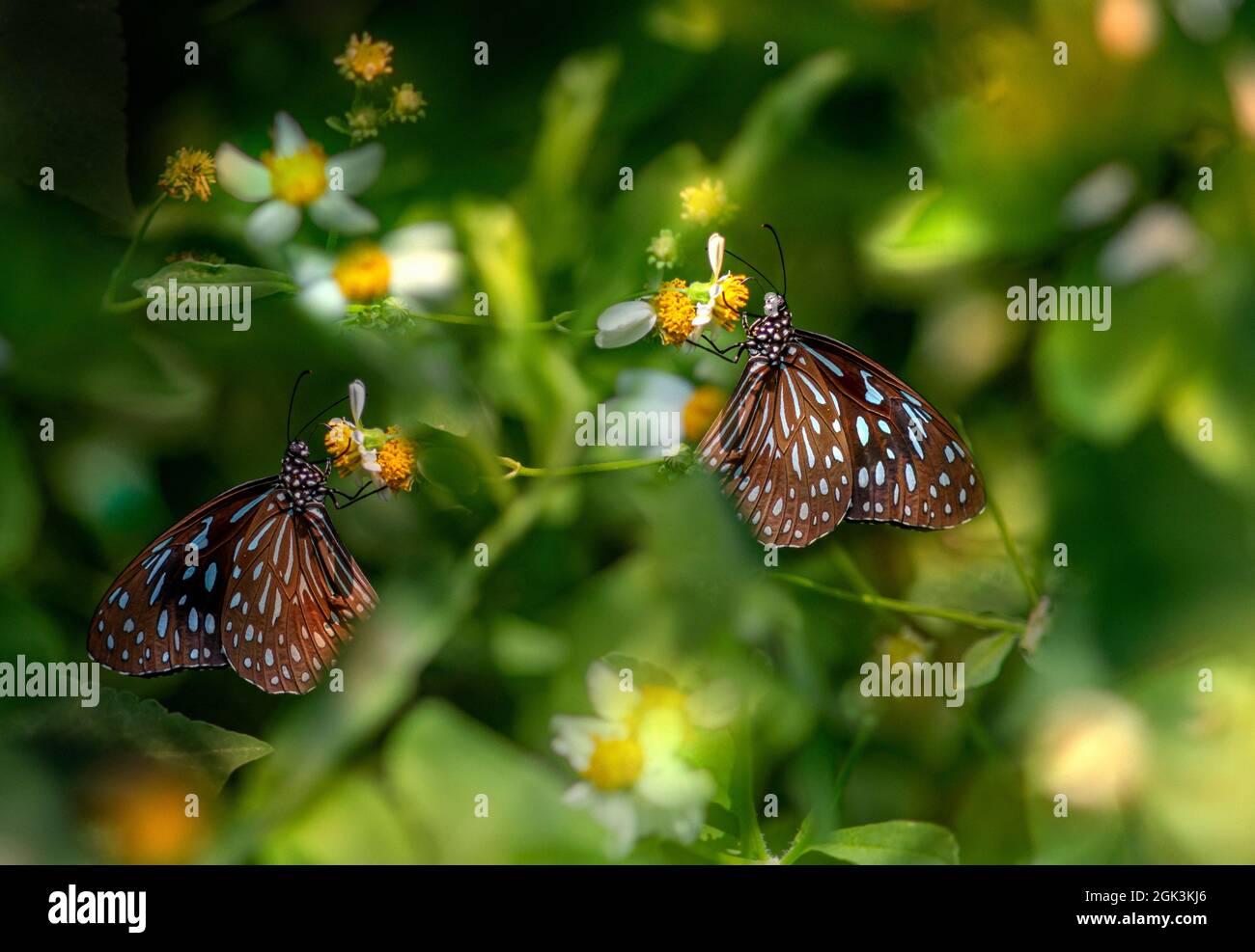 Blue glassy tiger (Ideopsis similis Stock Photo - Alamy