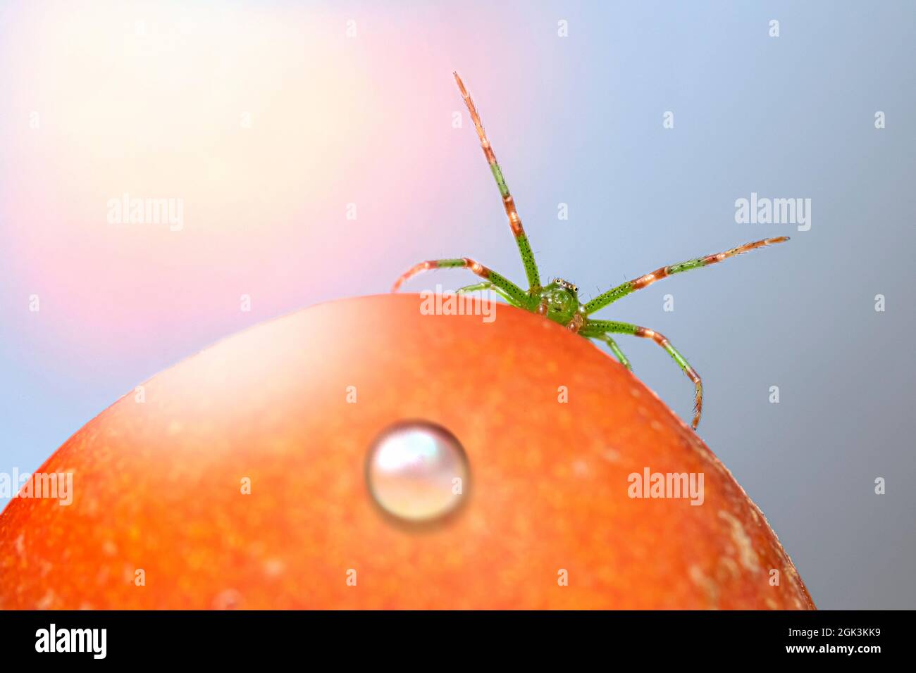 Green crab spider (Diaea dorsata Stock Photo - Alamy