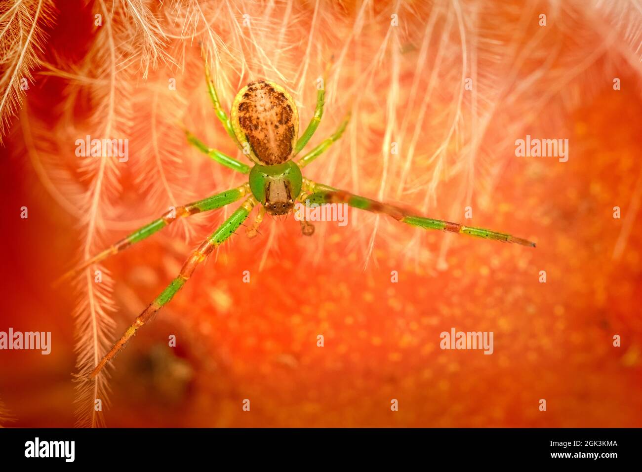 Green crab spider (Diaea dorsata Stock Photo - Alamy