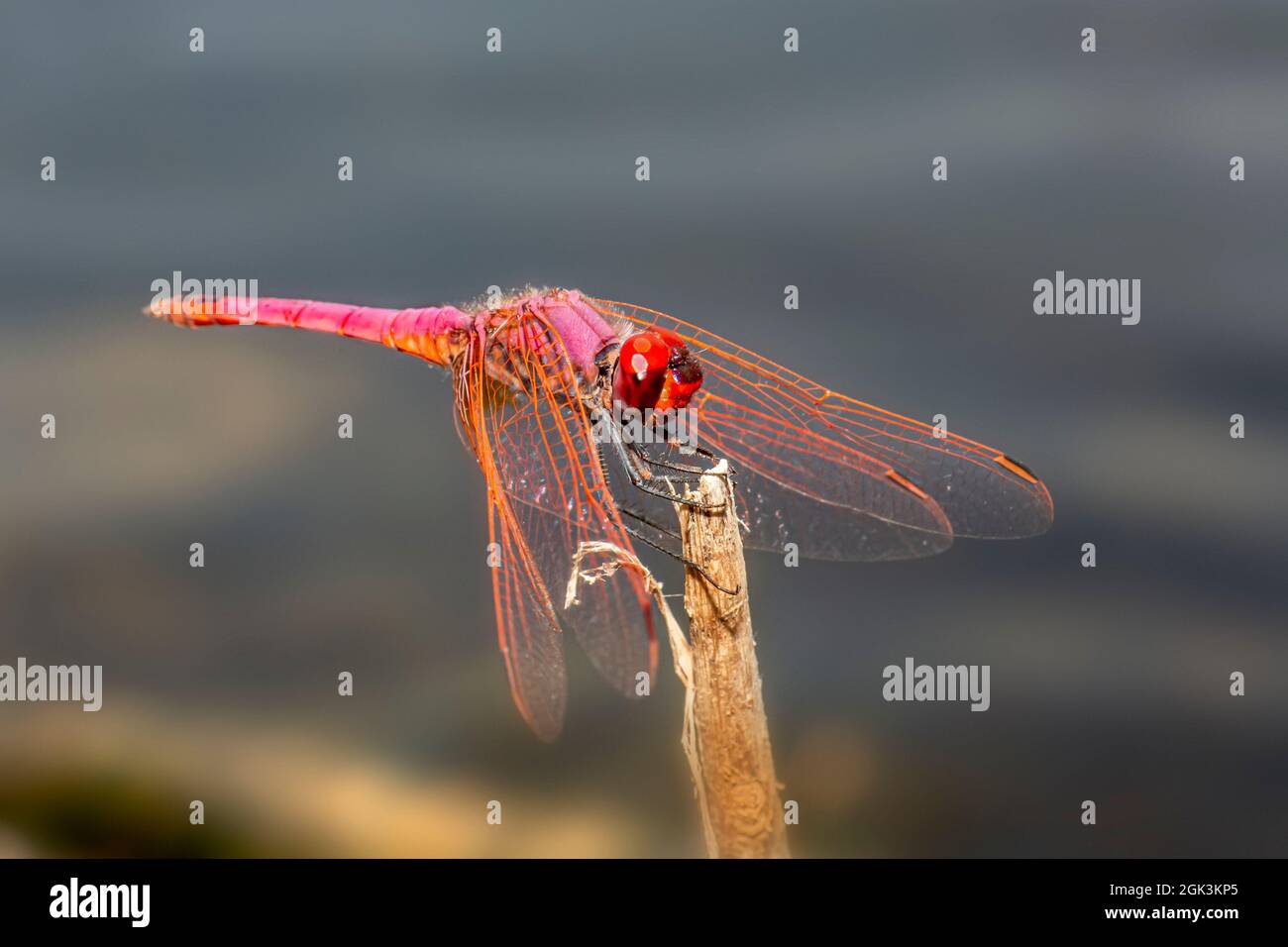 Purple damselfly hi-res stock photography and images - Alamy