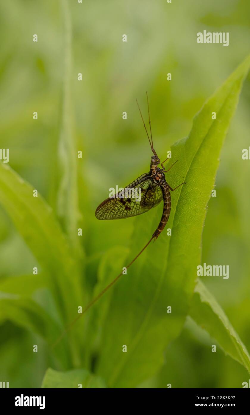 Yellow mayfly hi-res stock photography and images - Alamy