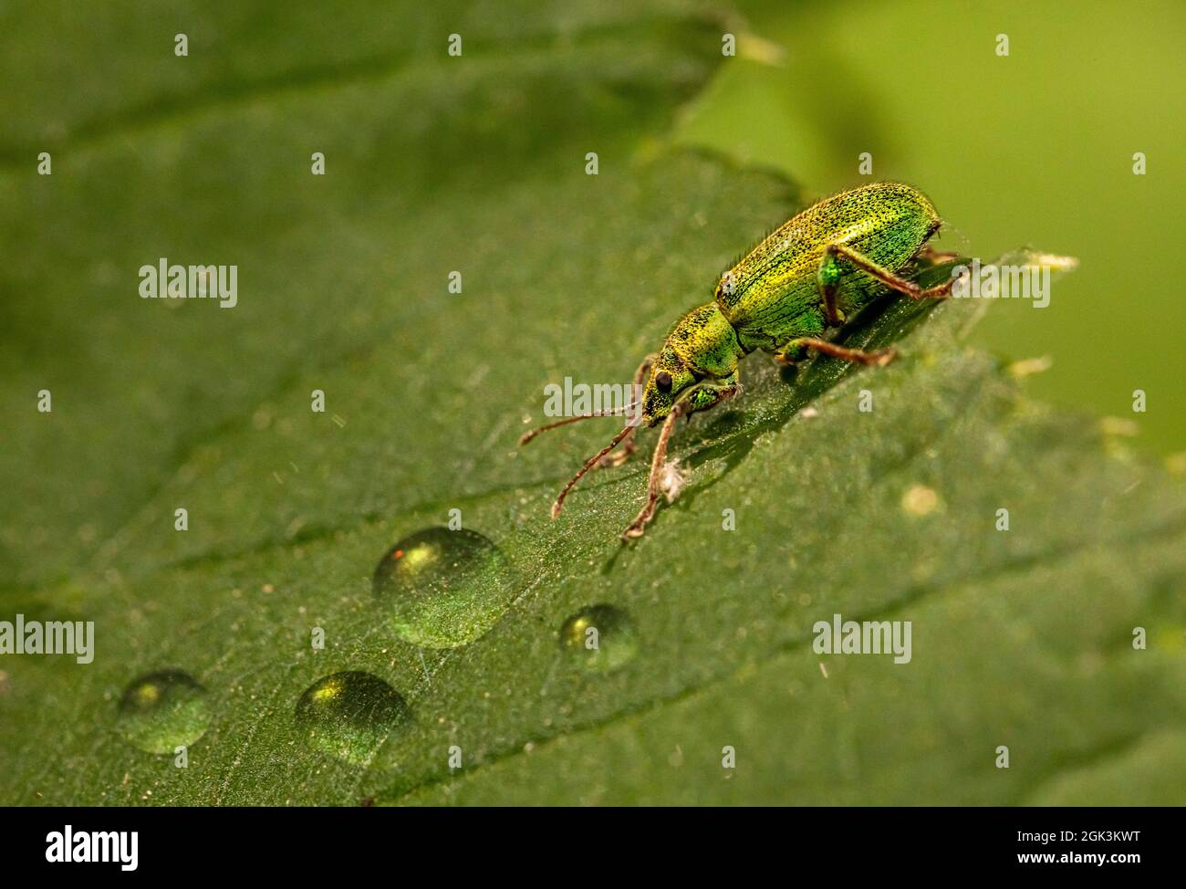 The Nettle Weevil (Phyllobius Stock Photo - Alamy