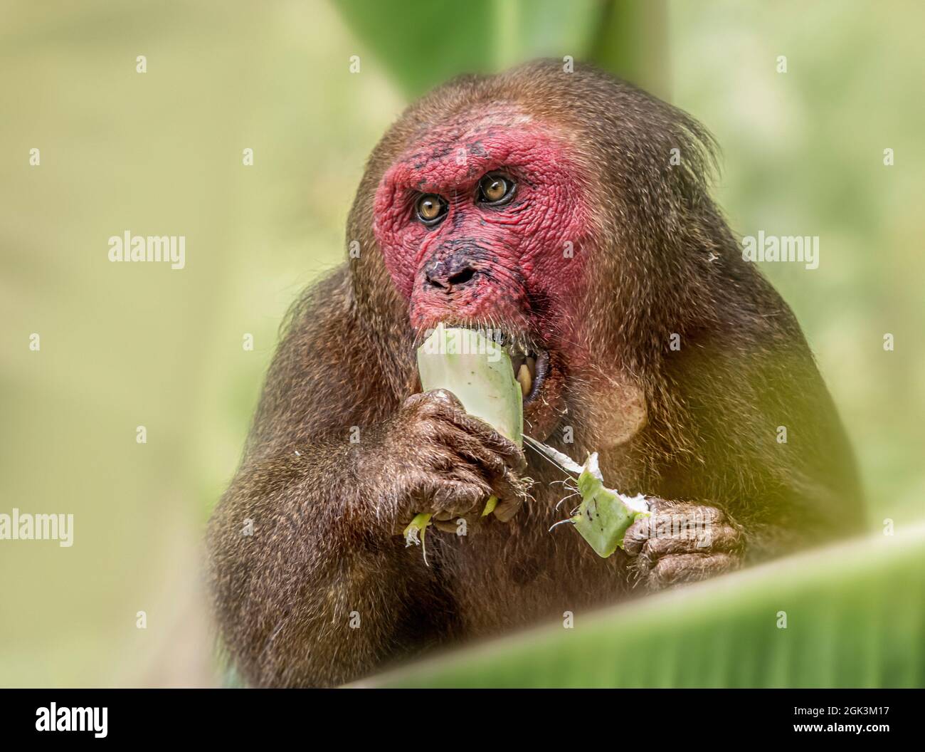 Stump tailed macaque hi-res stock photography and images - Alamy