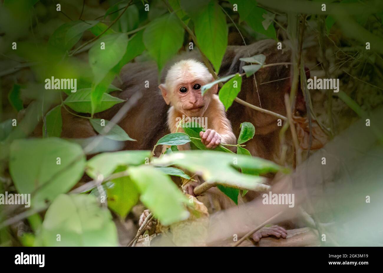 Stump-tailed macaque, (Macaca arctoides Stock Photo - Alamy