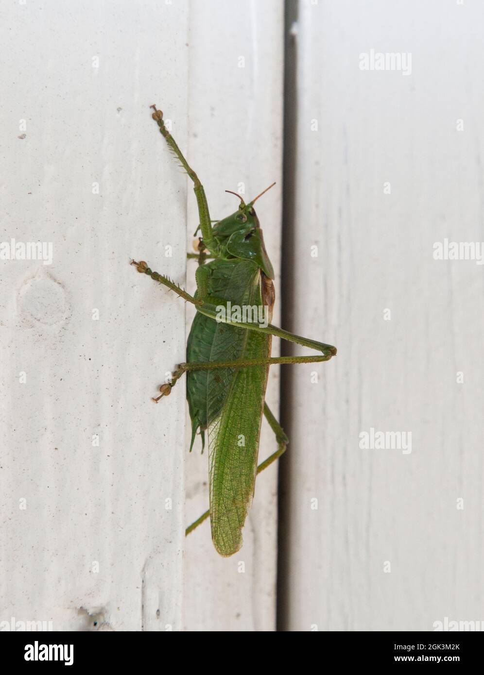 CAELIFERA Grasshopper Stock Photo - Alamy