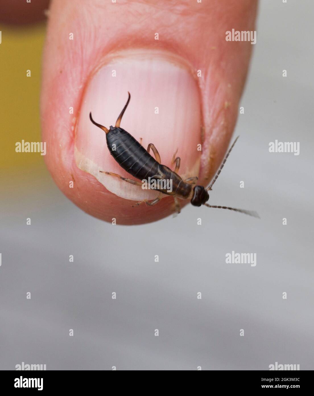 Dermaptera hi-res stock photography and images - Alamy