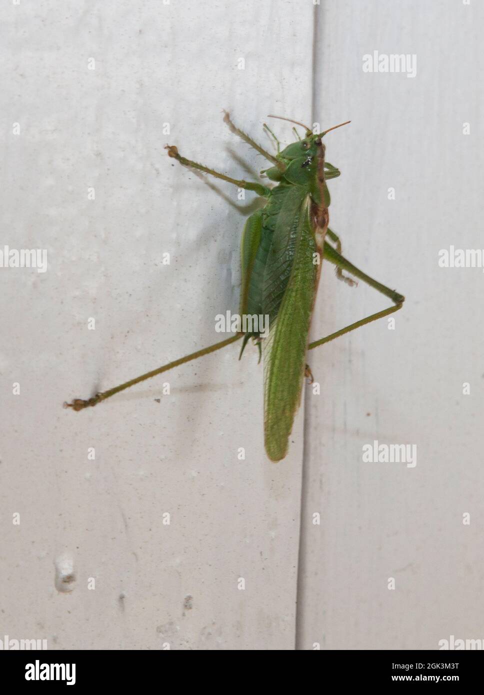 CAELIFERA Grasshopper Stock Photo - Alamy