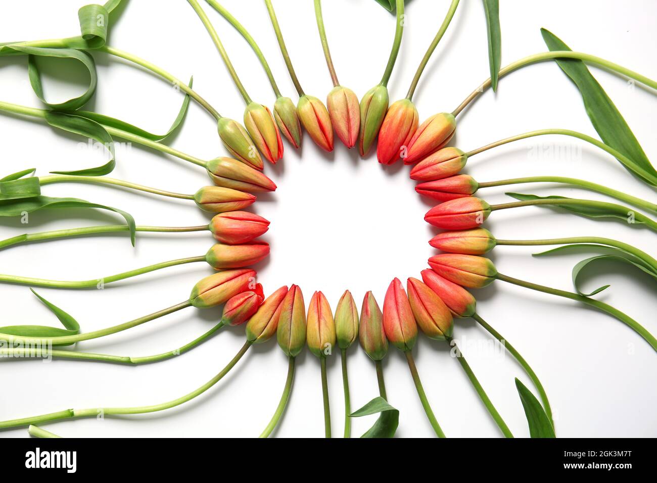 Frame made of beautiful tulips on white background Stock Photo - Alamy