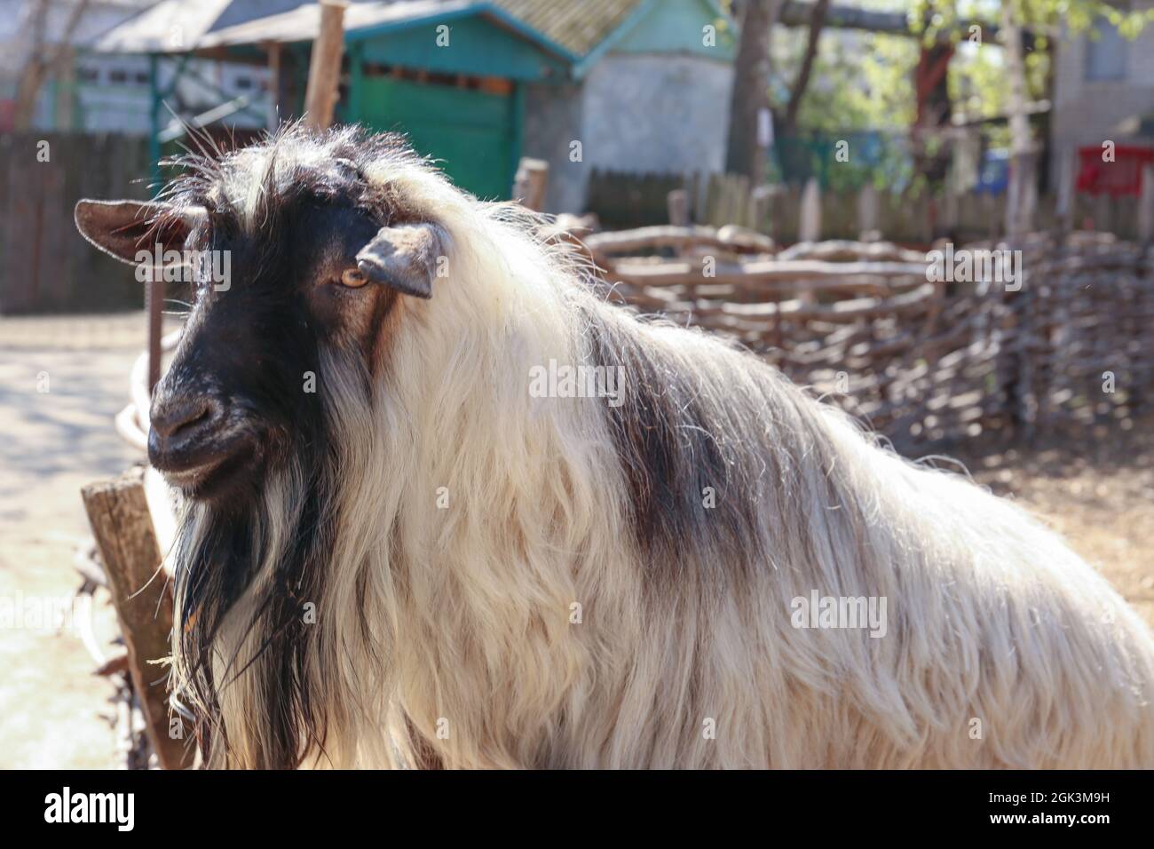 Cute funny goat in zoological garden Stock Photo - Alamy