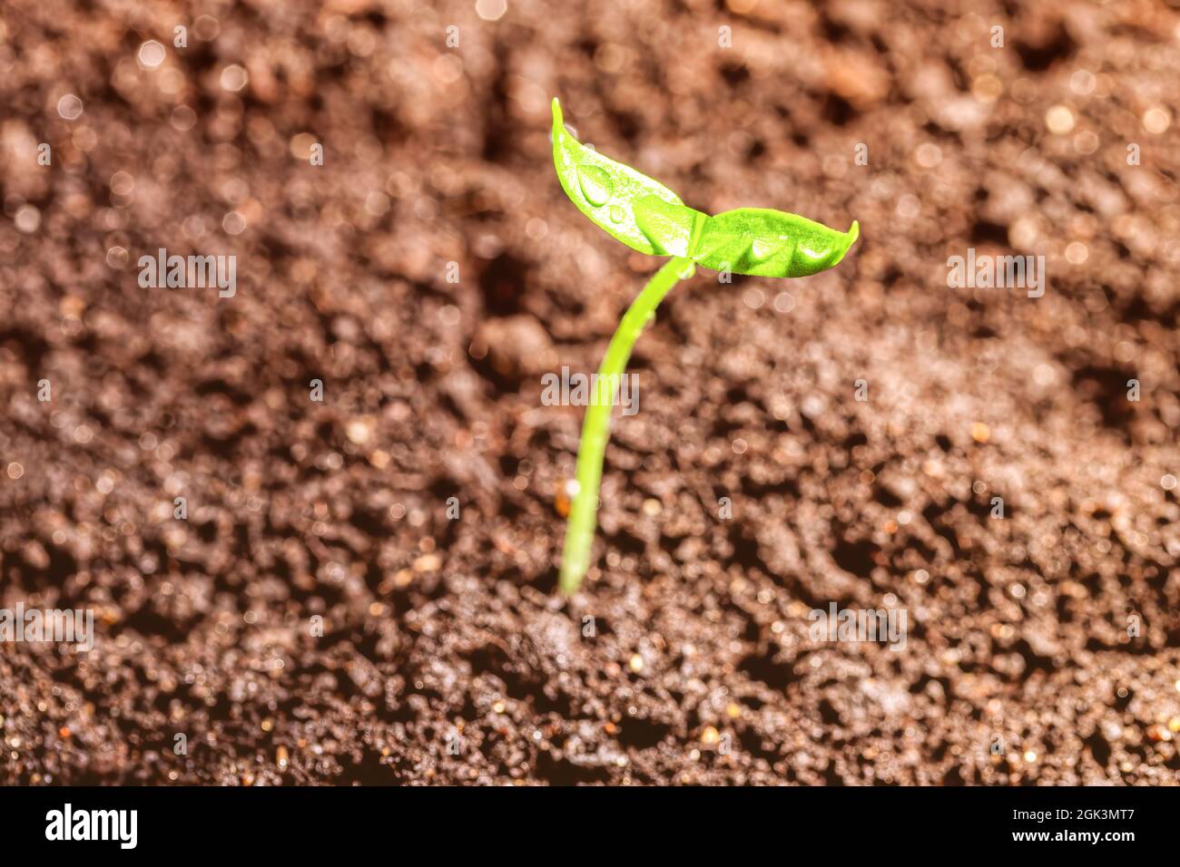 Young sprout in the ground with green leaves. Growth, development and ...