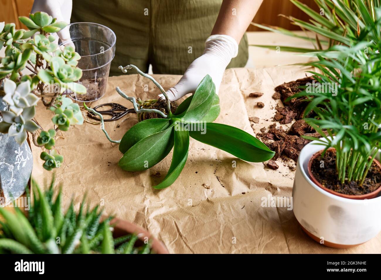 Rotten root plant [pot hi-res stock photography and images - Alamy