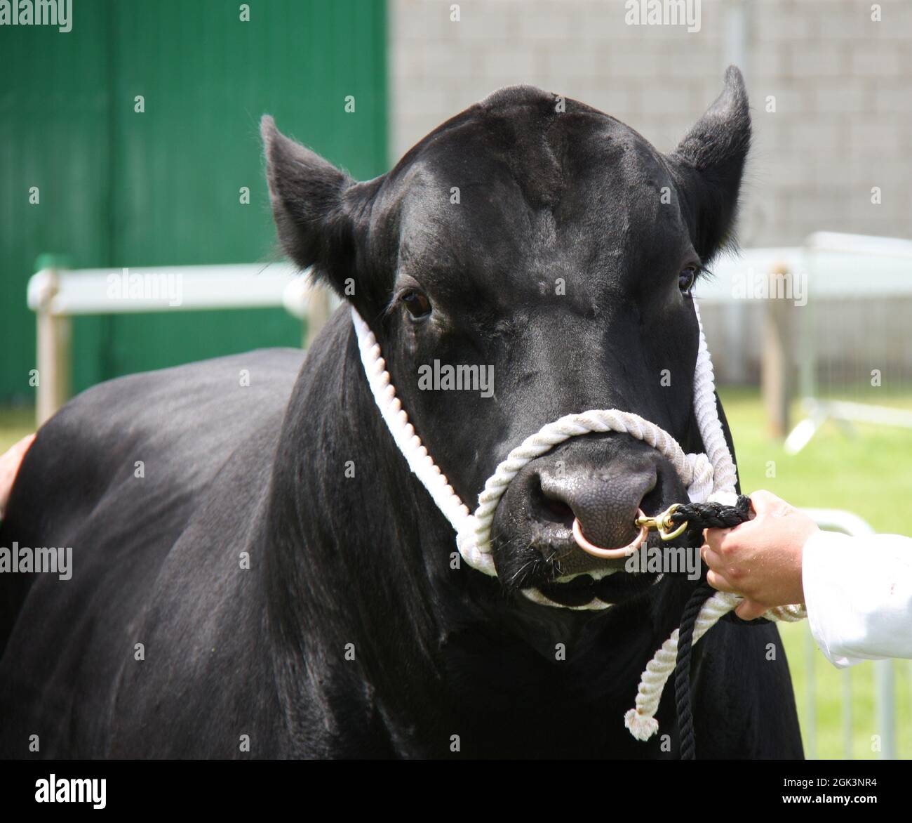 The Portrait of a Tethered Powerful Black Bull Stock Photo - Alamy