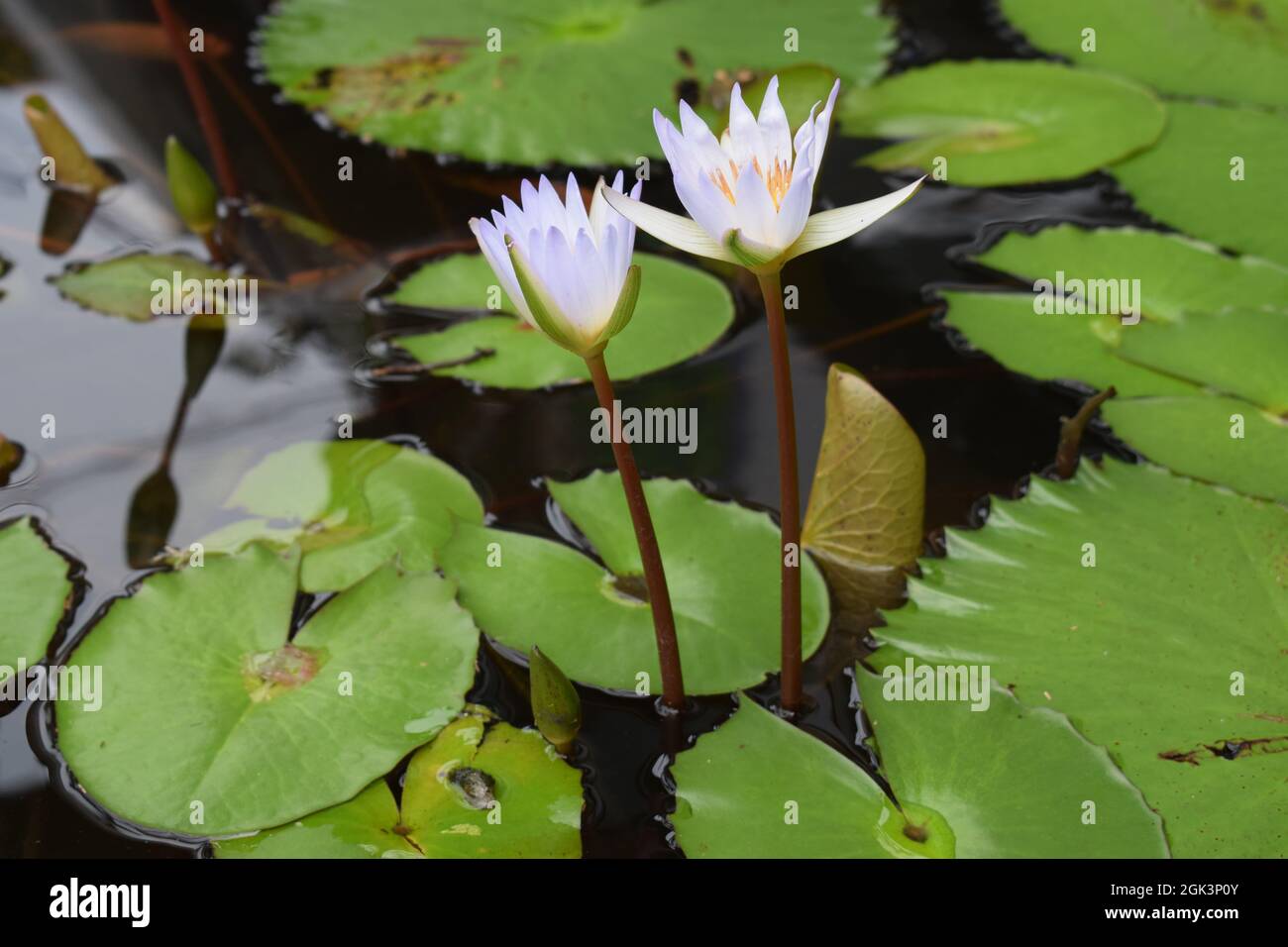 Two white lotus flowers with leaves in a pond Stock Photo - Alamy