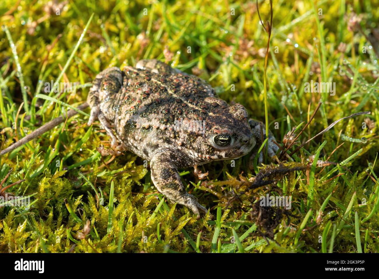 Natterjack toad (Epidalea calamita) adult, UK Stock Photo - Alamy