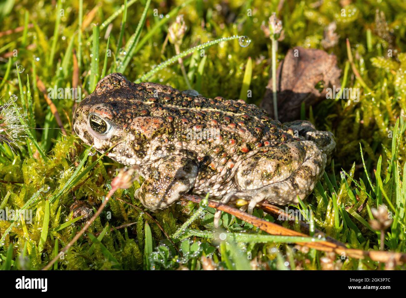 Natterjack toads uk hi-res stock photography and images - Alamy