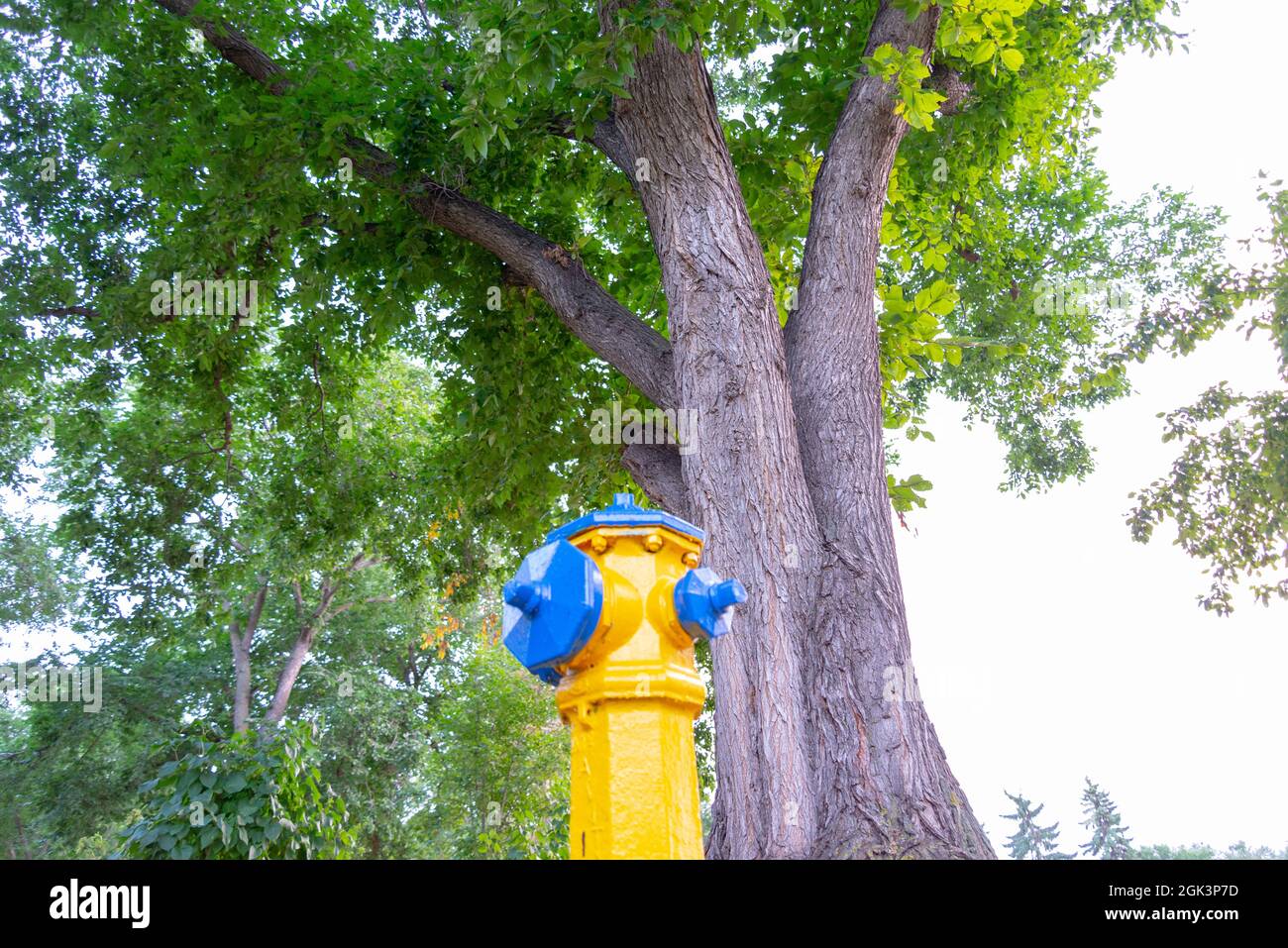 yellow fire hydrant in the forest Stock Photo - Alamy