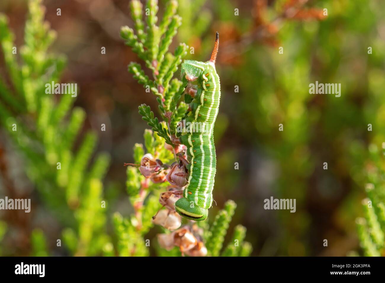Pine hawk-moth (Sphinx pinastri) early instar caterpillar or larva ...