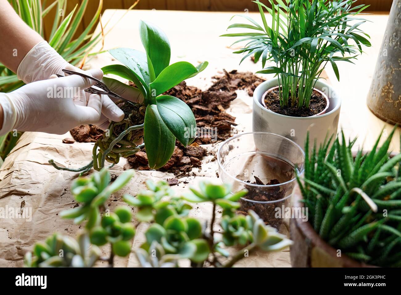 Rotten root plant [pot hi-res stock photography and images - Alamy