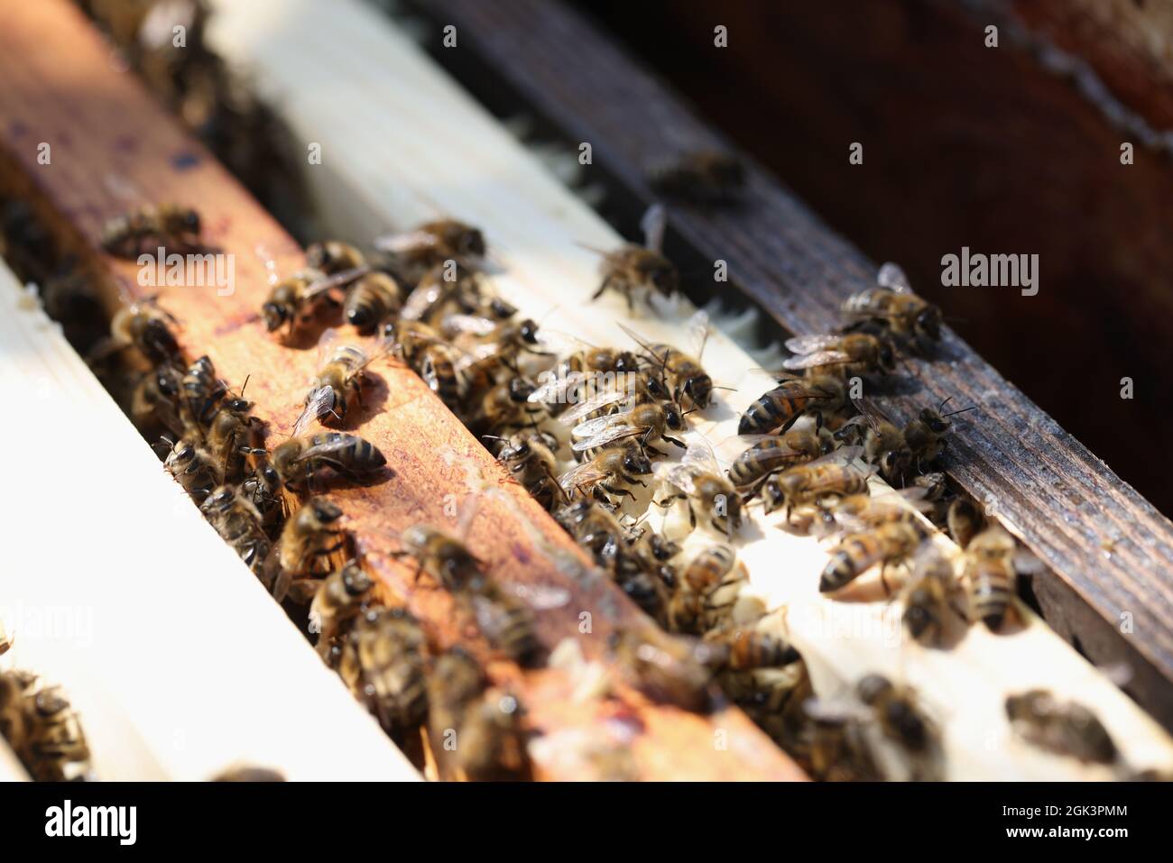 Wild honey bee combs hi-res stock photography and images - Alamy