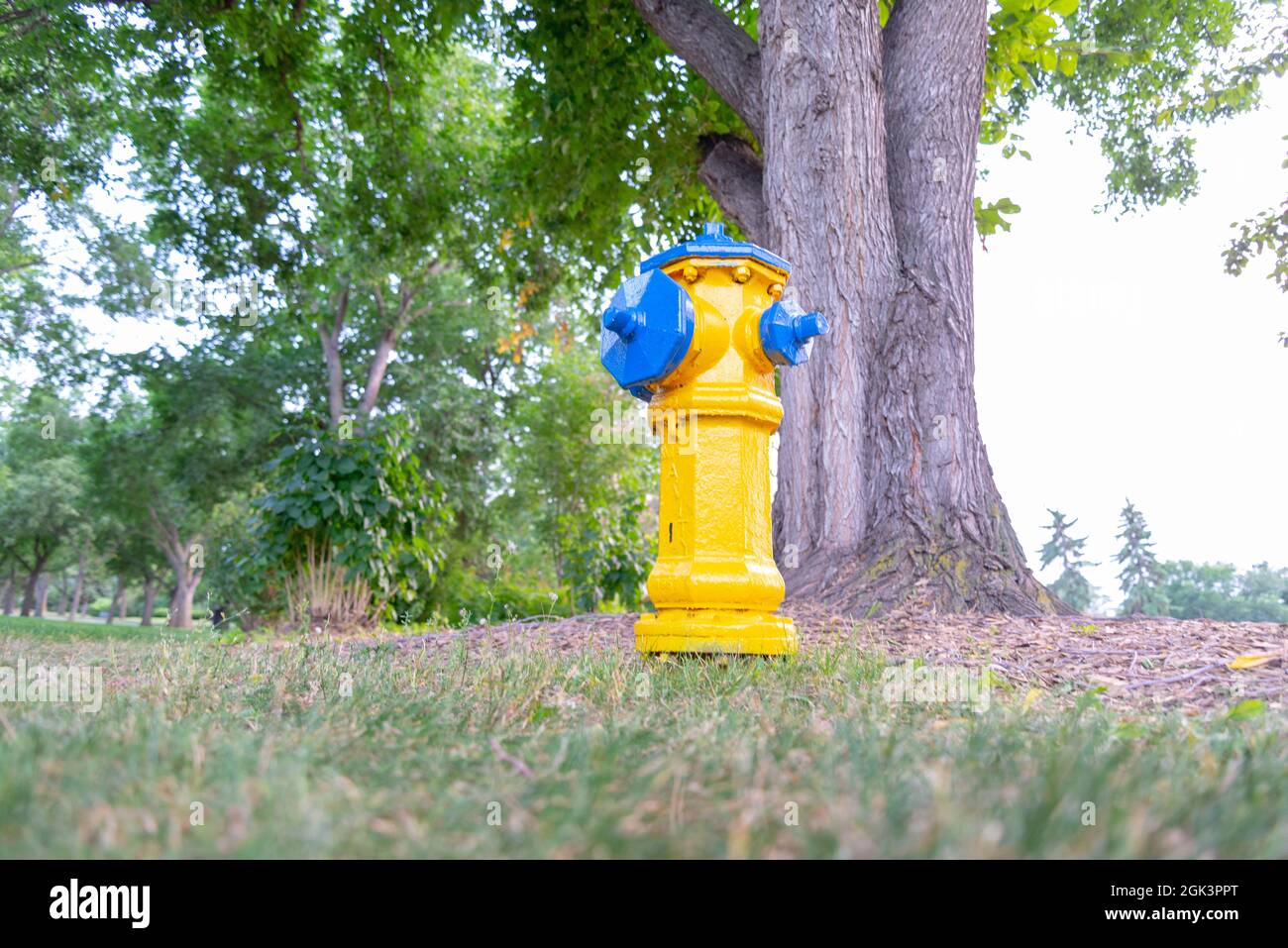yellow fire hydrant in the forest Stock Photo - Alamy