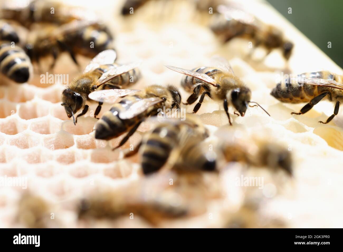 Many honey bees hi-res stock photography and images - Alamy