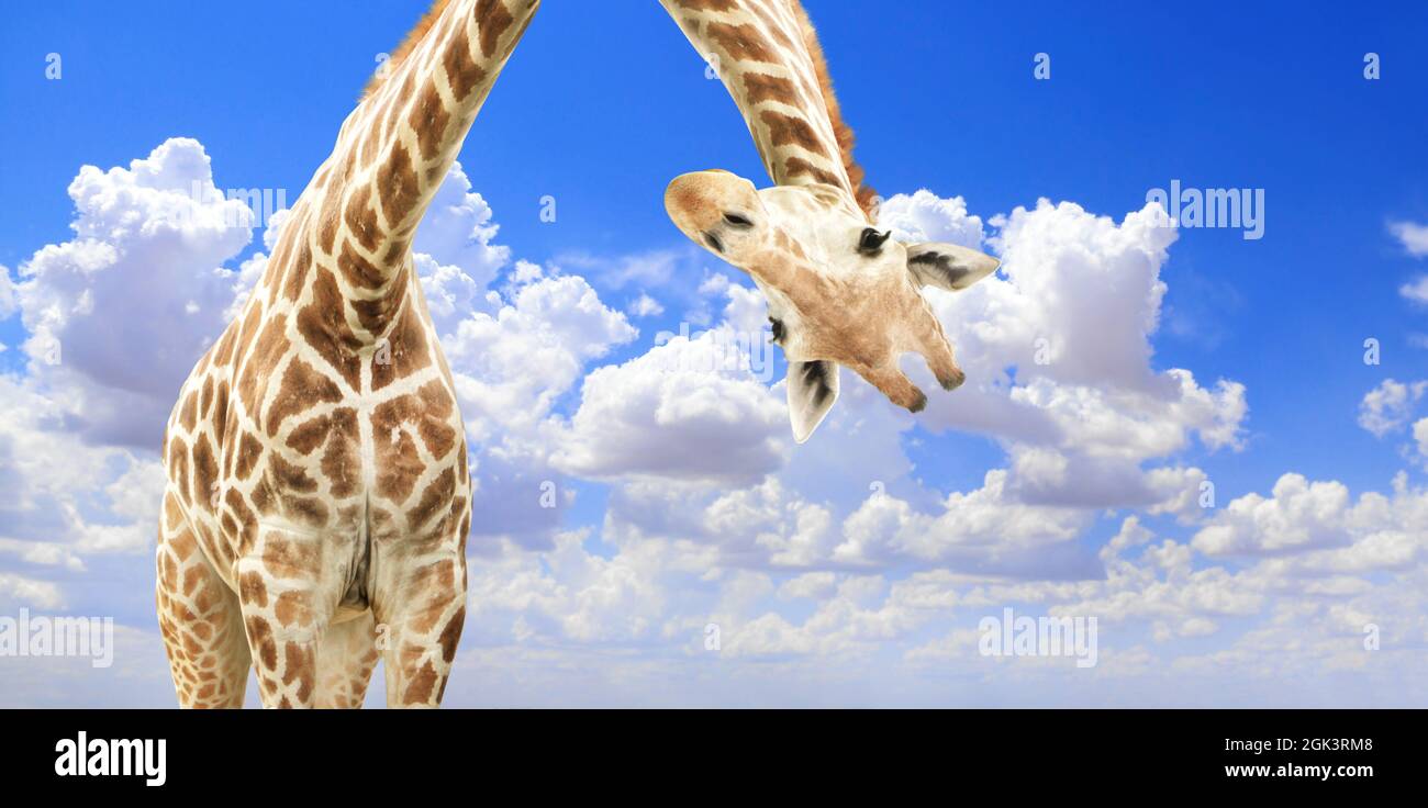 Giraffe face head hanging upside down. Curious gute giraffe peeks from ...