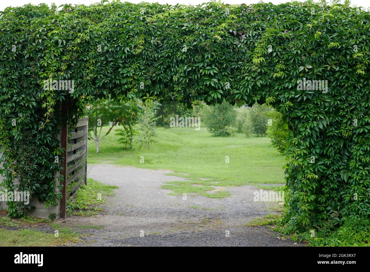 Green leaf arch gate. Natural plant frame background Stock Photo - Alamy