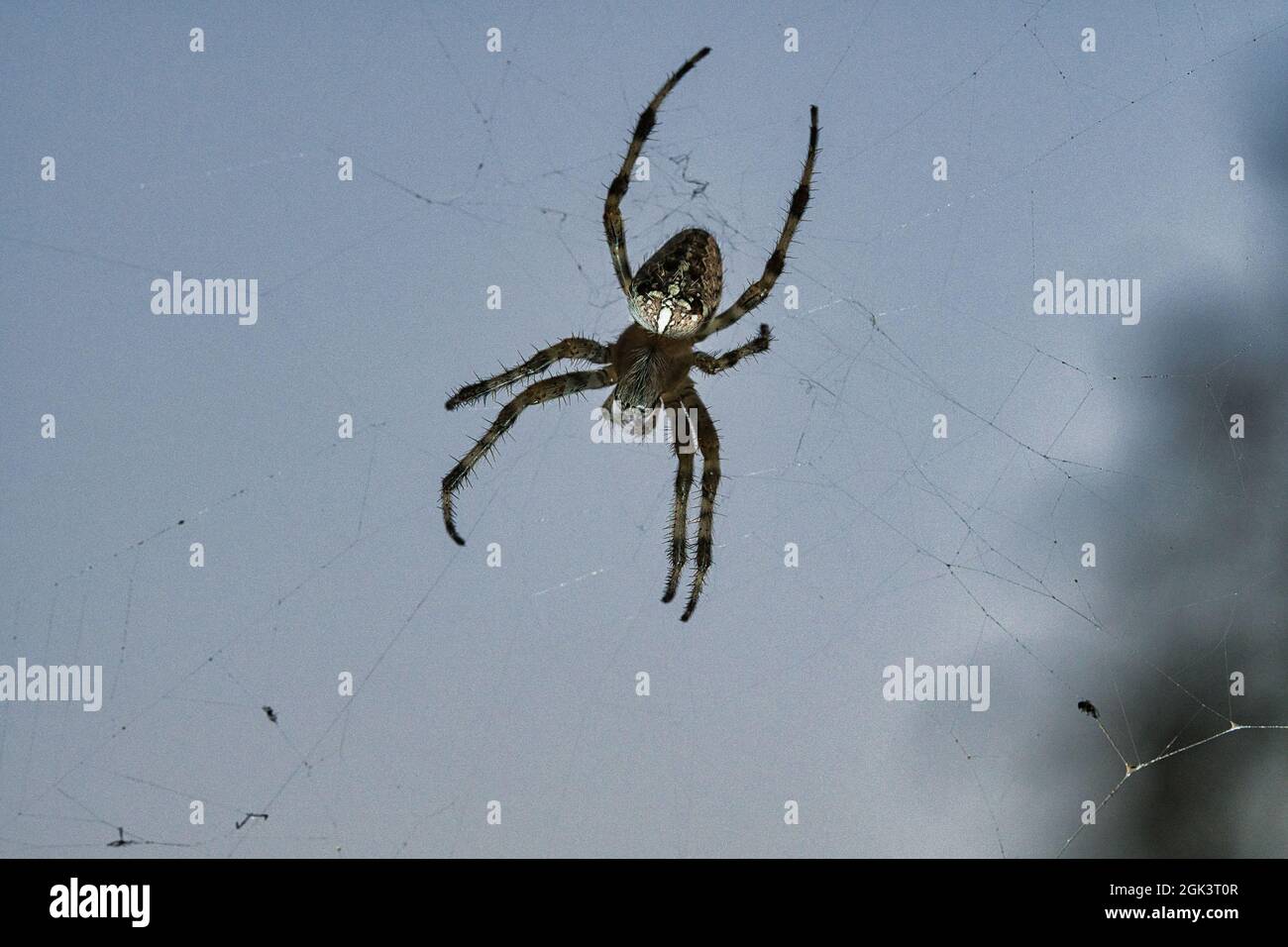 Working spider hi-res stock photography and images - Alamy