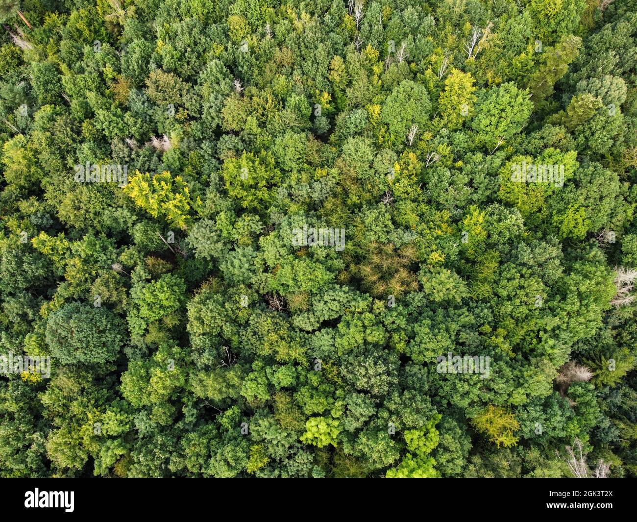 Aerial view of a green forest in summer Stock Photo - Alamy