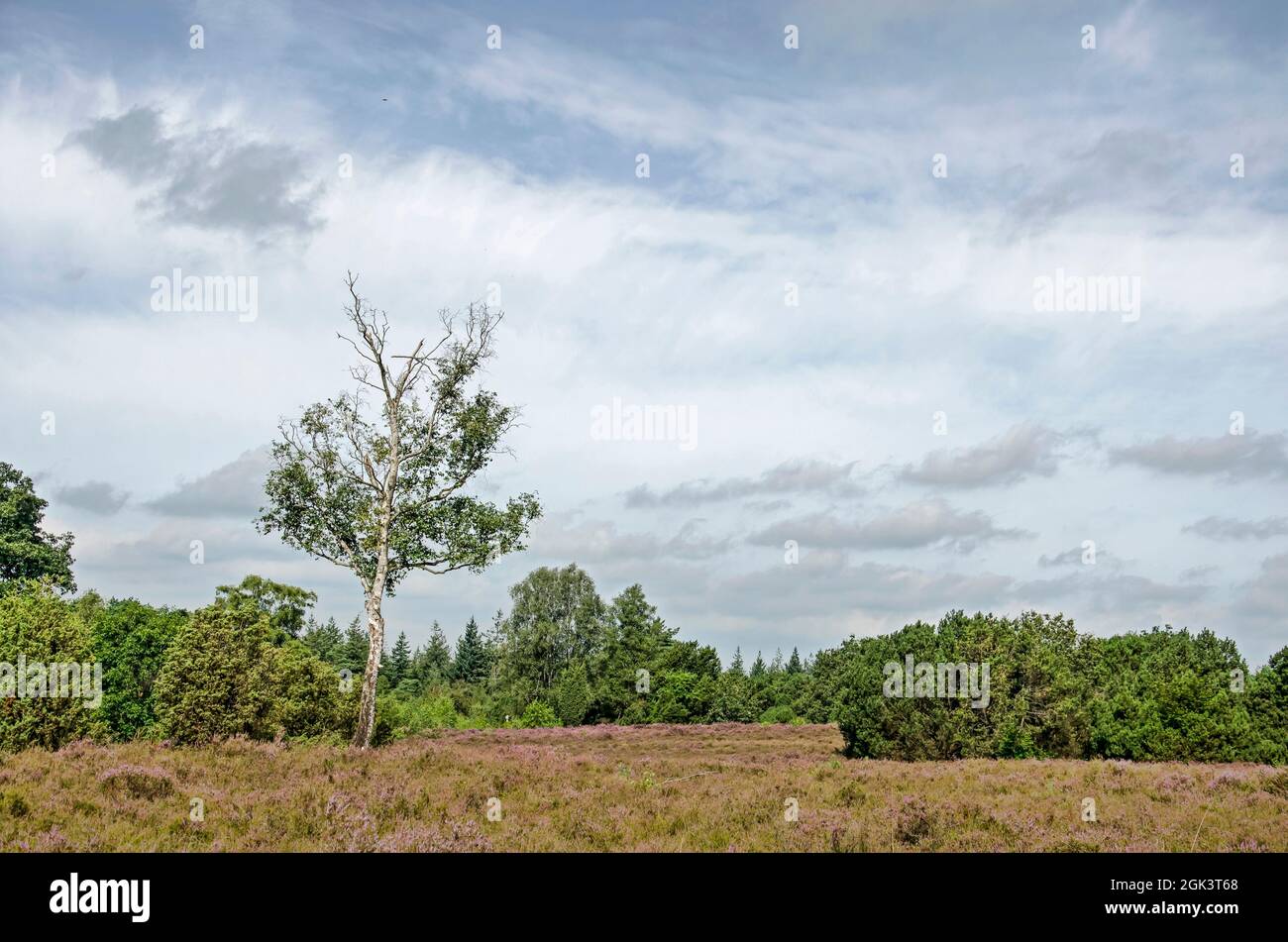 Landscape near Lemele in the Netherlands, with trees, bushes and ...