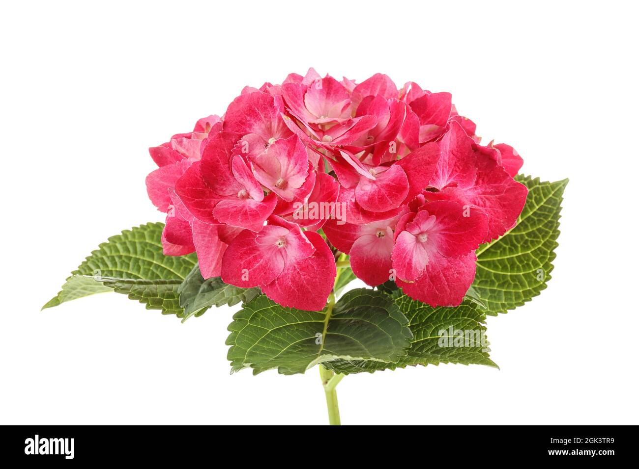 Beautiful pink hydrangea flowers on white background Stock Photo - Alamy
