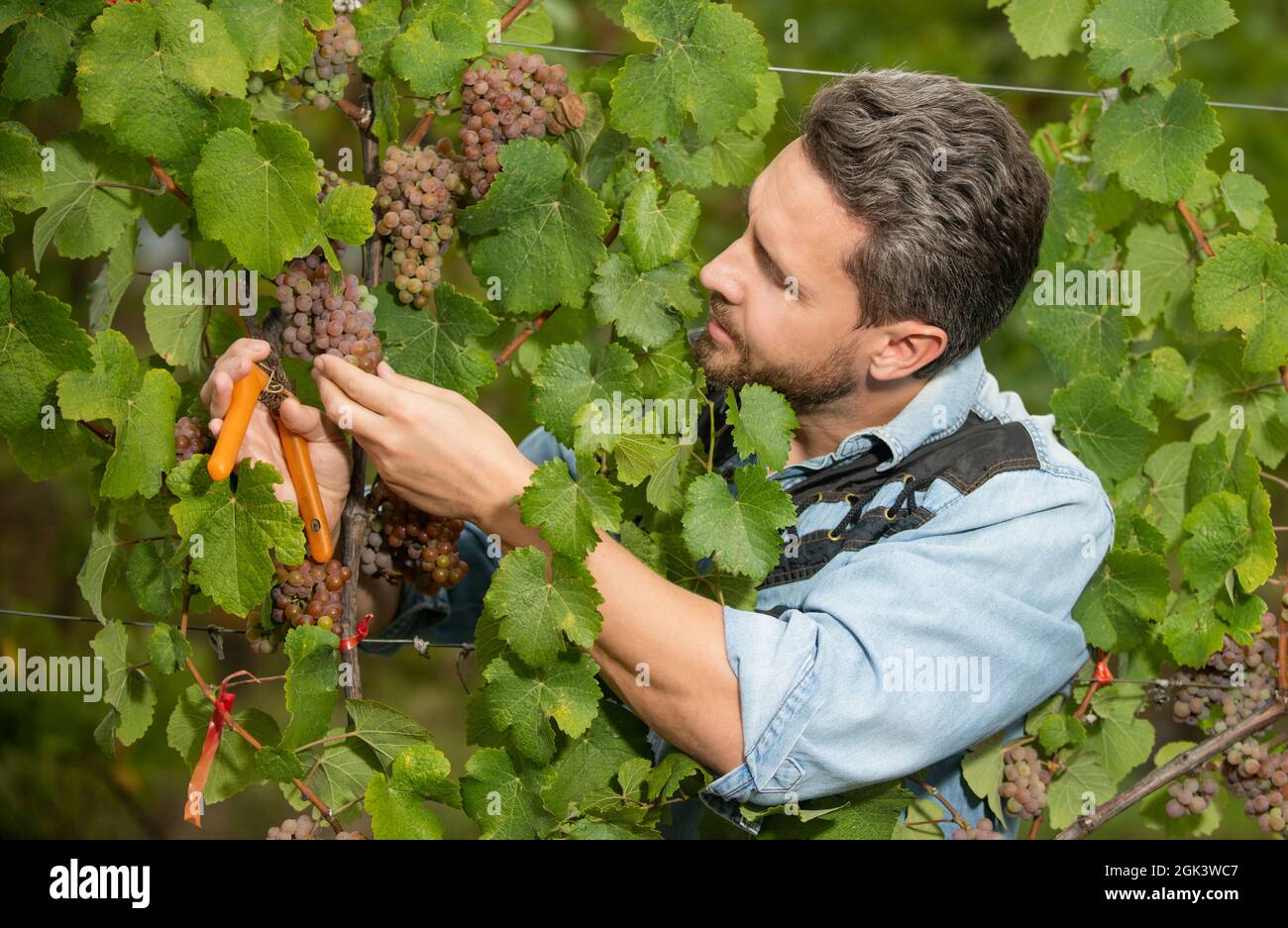 enologist with garden scissors. farmer cut grapevine. vinedresser cutting grapes bunch Stock ...